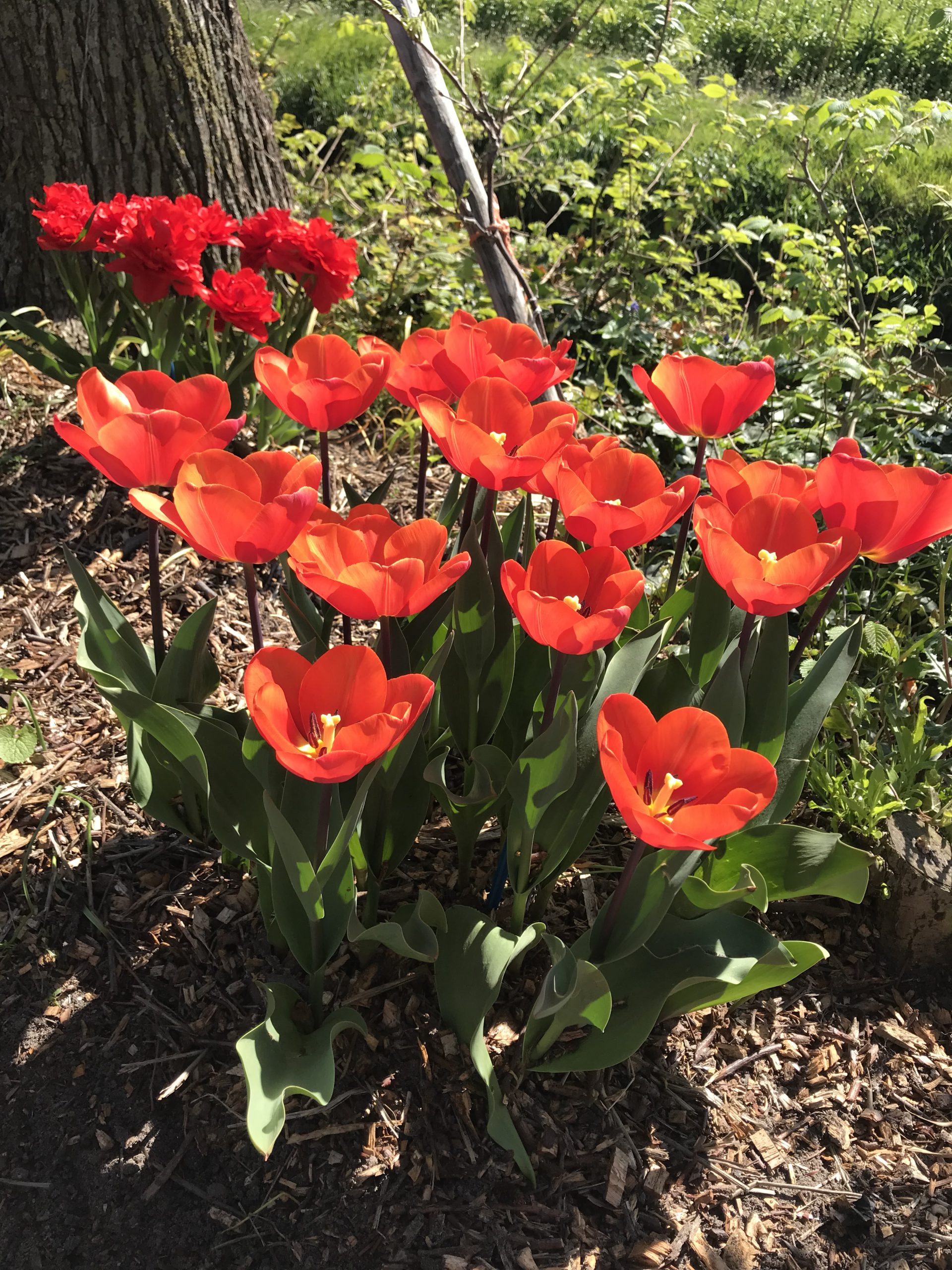Invictus Tulips - Profile Picture Frames for Facebook
